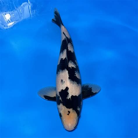 169 Shiro Utsuri 36cm Koifarm Webshop