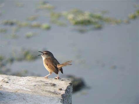 Plain Prinia Prinia Inornata