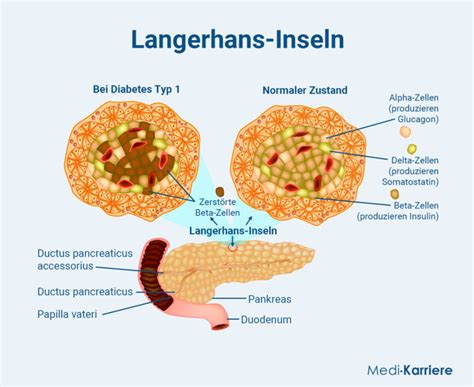 Langerhans Inseln Aufbau Funktion Und Diabetes