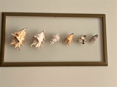 Sea Shell Wall Art Framed Seashells Sea Shell Wall Frame Sea Shell Wall