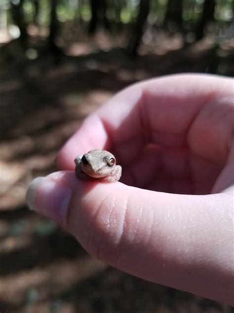 Tiny Lizard Tinyunits