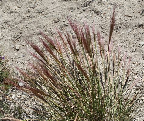 Elymus Elymoides Seeds Phoenix Desert Seeds