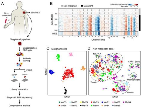 Melanoma Intra Tumor Heterogeneity Single Cell Portal
