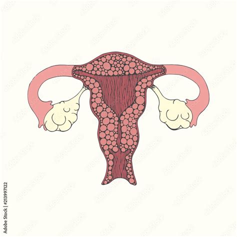 Uterus Female Body Vector Illustration Stock Vector Adobe Stock
