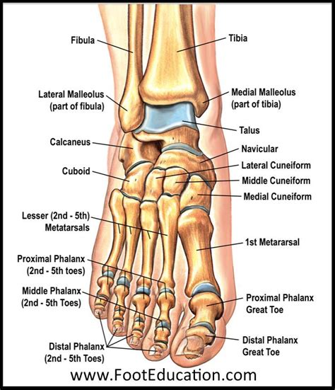 Notes On Anatomy And Physiology Using Imagery To Relax The Weight Artofit
