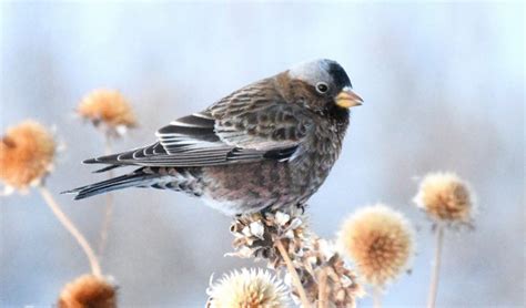 Gray Crowned X Black Rosy Finch Hybrid Birds Of Nebraska Online
