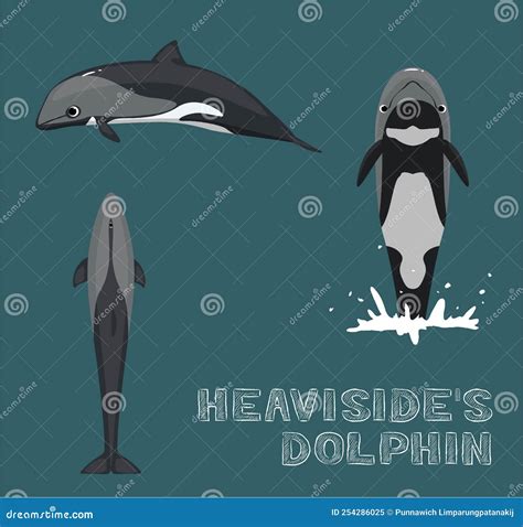 Heaviside`s Dolphin Cartoon Vector Illustration Stock Vector