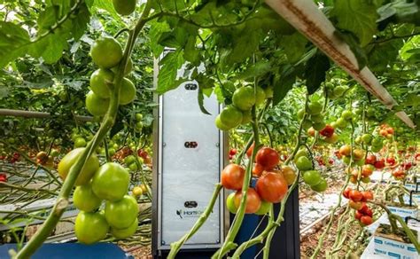 Yield Prediction In Vine Tomatoes Towards One Robot For All Tomato Varieties