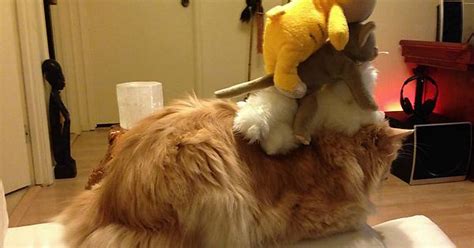 Cat Stacking Imgur