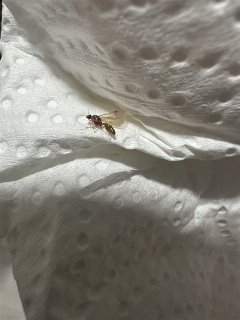 What Is This Bug A Swarm Flew In My House When I Opened My Door Tampa Fl About The Size Of