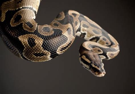 New Activepython Release Targets Data Science Web Development