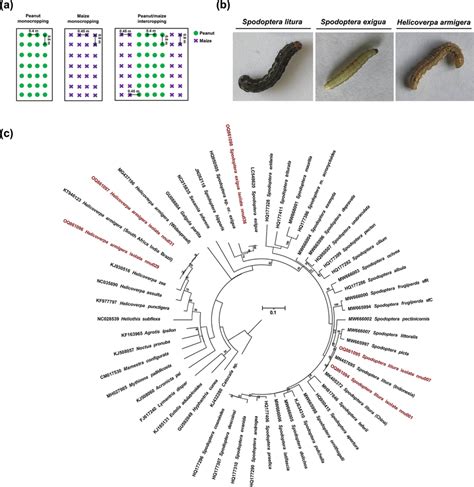 A Schematic Drawing Of Monocropping And Intercropping Field Experiment