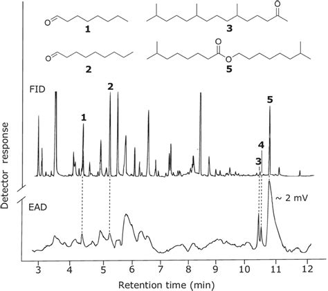 Headspace Gas Chromatography Flame Ionization Detector At Frank Mauricio Blog