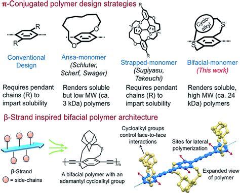 β Strand Inspired Bifacial Polymer Architecture Download Scientific