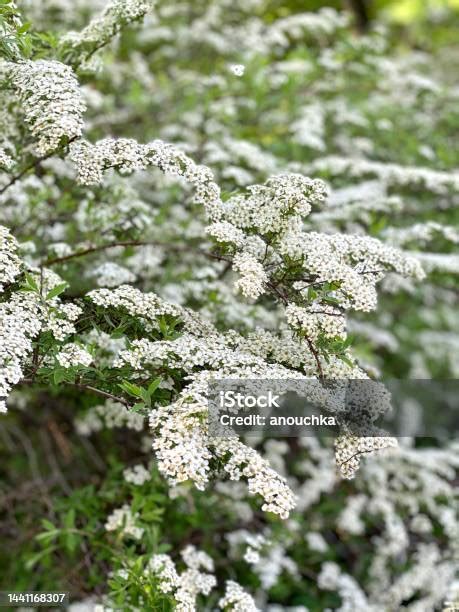 Semak Berbunga Foto Stok Unduh Gambar Sekarang Alam Bertaman Botani Istock