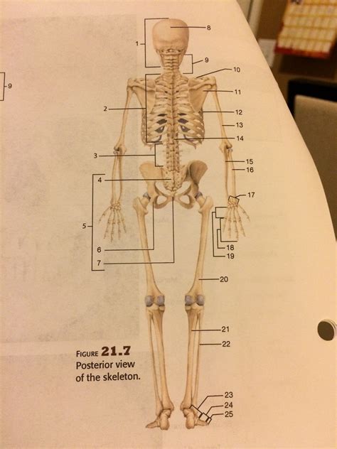 Biology Lab Final Chapter 21 Skeletal System Part 2 Diagram Quizlet