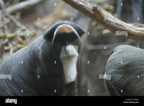 Bart Affe Fotos Und Bildmaterial In Hoher Auflösung Alamy