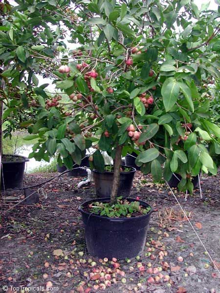 Syzygium Samarangense Syzygium Javanicum Eugenia Javanica Wax