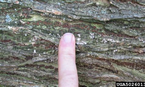 Fungus On Bark Beetles Found To Spread Dutch Elm Tree Disease
