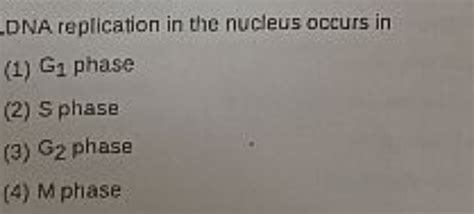 Dna Replication In The Nucleus Occurs In 1 G 1 Phase 2 Sphase