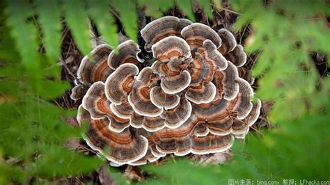 Python 中 Defaultdict 的理解 自由行 Python 中 Defaultdict 的理解 自由行