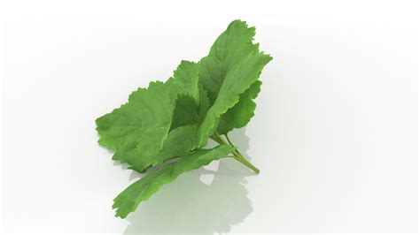 Patchouli 2 3d Model 19 Max Fbx Obj Free3d