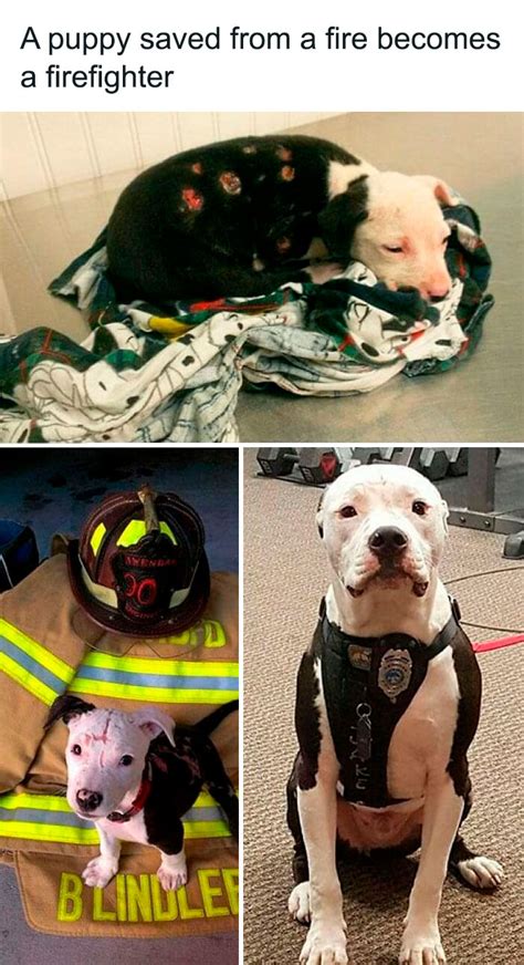 This Facebook Page Is All About Relatable Dog Memes Here Are 50 Of The