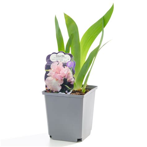 Hohe Bart Iris Nel Jape Iris Barbata Elatior Nel Jape Günstig Kaufen