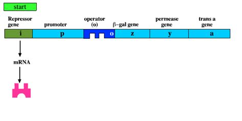 Lac Operon Animation
