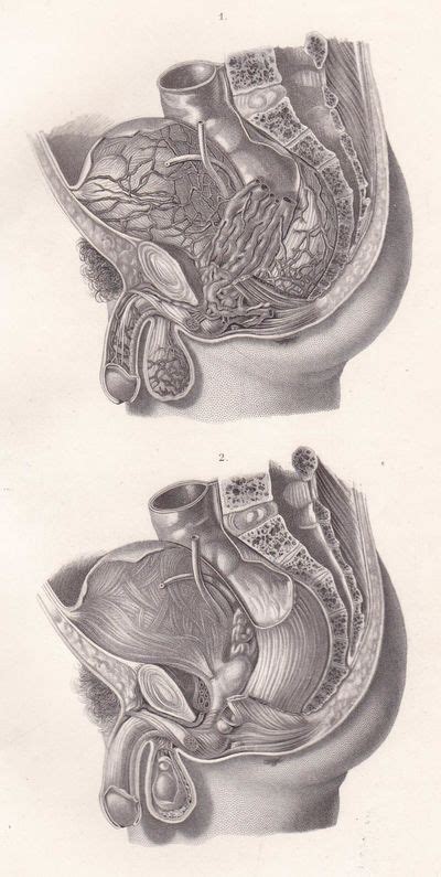 Anatomische Tafel Anatomie Des Männlichen Beckens In Seitlicher