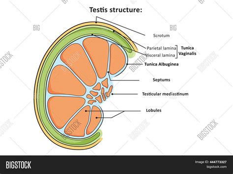 Structure Testis Image And Photo Free Trial Bigstock