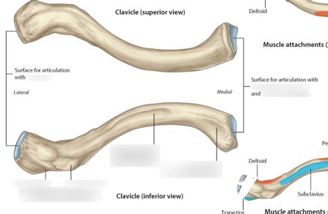 Clavicle Diagram Quizlet