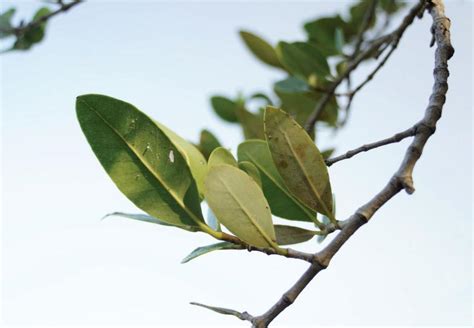 Mangrove Tree Leaves