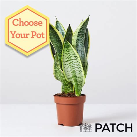 Patch Cassie The Zz Plant Moonpig