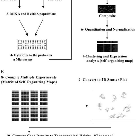 flow chart of microarray probing quantitation and analysis a the