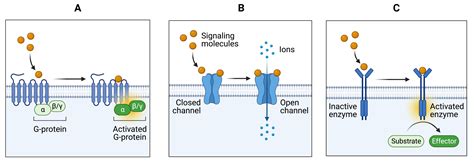 膜受体配体 Enamine中国