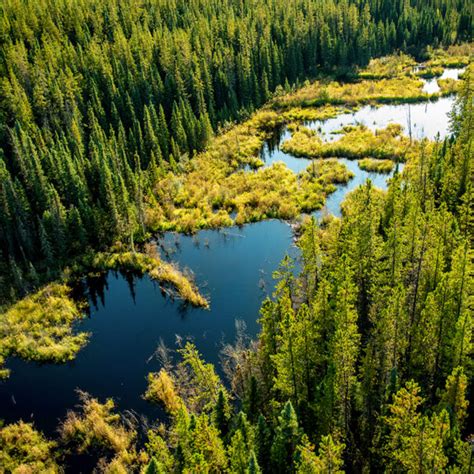 Boreal Forest Nature Conservancy Of Canada