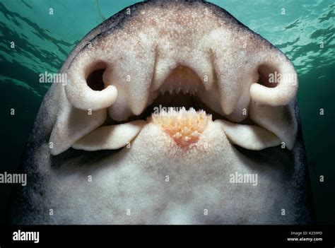 Mouth Of Port Jackson Shark Heterodontus Portusjacksoni Perth