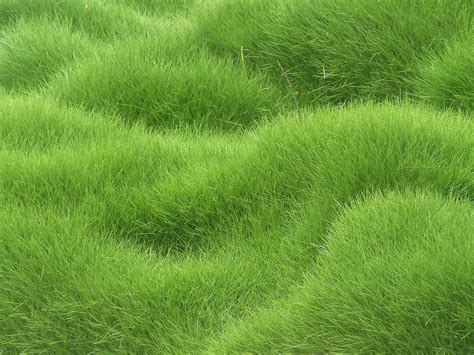 1600x1200 Texture Grass Field  Hd Wallpaper Rare Gallery