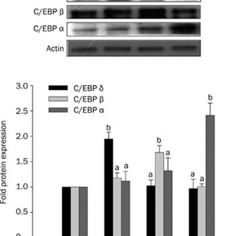The Protein Expression Of Ccaat Enhancer Binding Protein C Ebp Delta Download Scientific