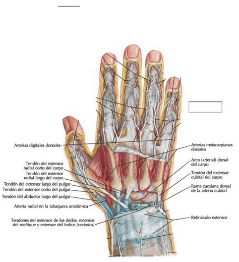 Partes De La Mano Descubre La Anatomía Del Dorso