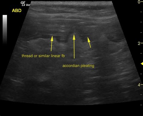 Linear Foreign Body Presentation In A 8 Year Old Mn Dsh Cat Members