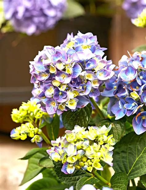 Hydrangea Not Blooming Reasons And How To Fix It