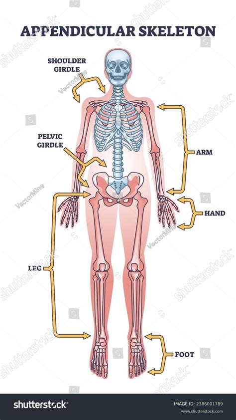 Appendicular Skeleton Human Body Skeletal System Stock Vector Royalty Free