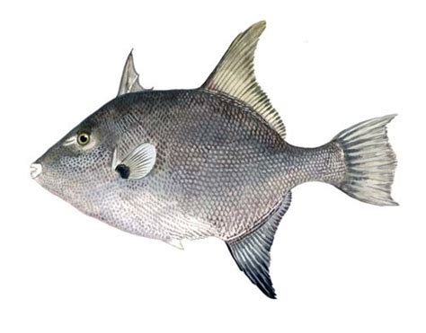 Ocean Triggerfish Fishing Guide How To Catch A Ocean Triggerfish