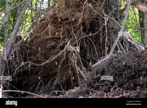 Very Large Forest Tree Uprooted After Massive Storm Tree Stump Crater