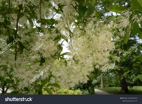 White Fringe Tree Native Range At David Masterson Blog