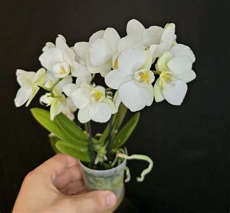 Mini Phalaenopsis White 2 Spikes 6cm Pot Miniature Orchid Many