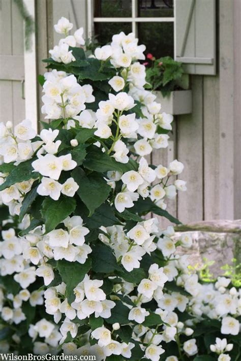 Buy Illuminati Tower Mock Orange Free Shipping Wilson Bros Gardens