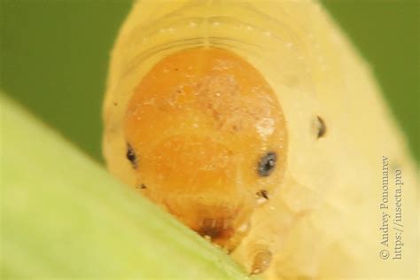 Photo 85522 Corynis Crassicornis